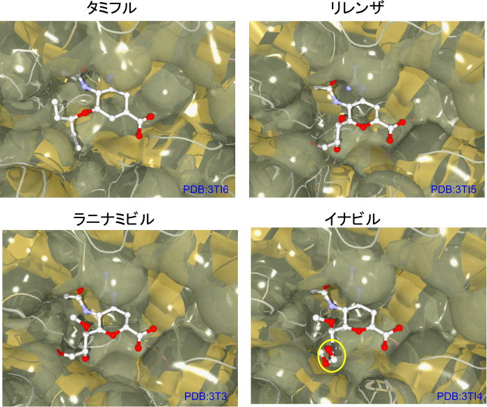 なるほどと、論文を眺めていて、イナビルって標的タンパクと共結晶作っても意味がないのではと感じます。